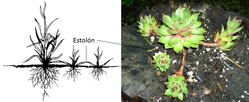 B.log.ia 2.0: Reproducción asexual y sexual en vegetales