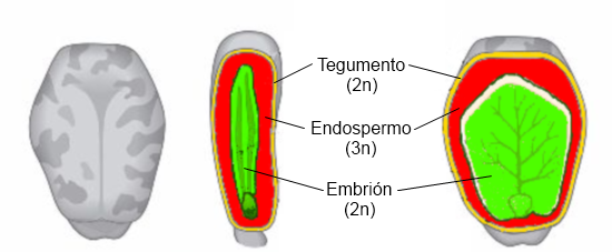 B.log.ia 2.0: La semilla y su germinación