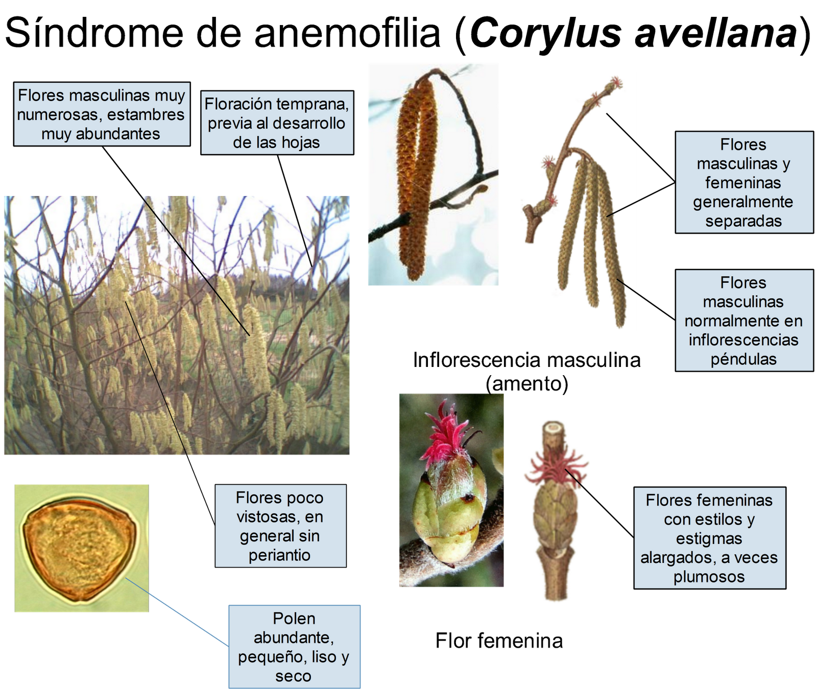 B.log.ia 2.0: La flor