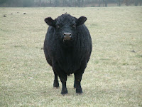 Life at Stillwaters...