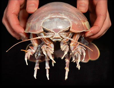 Zoo Animals: Giant Isopod
