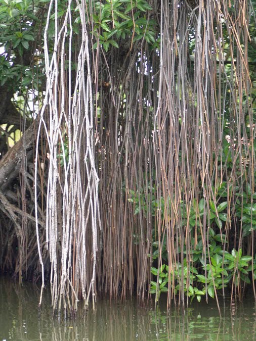 MADUGANGA: Restoration of Mangrove Forest.