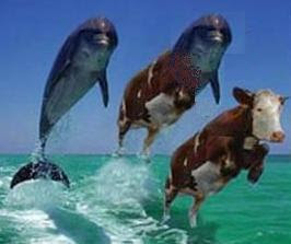 Yo no soy marinero, soy un delfín.: Marinero, delfín y ... ¿vaca?