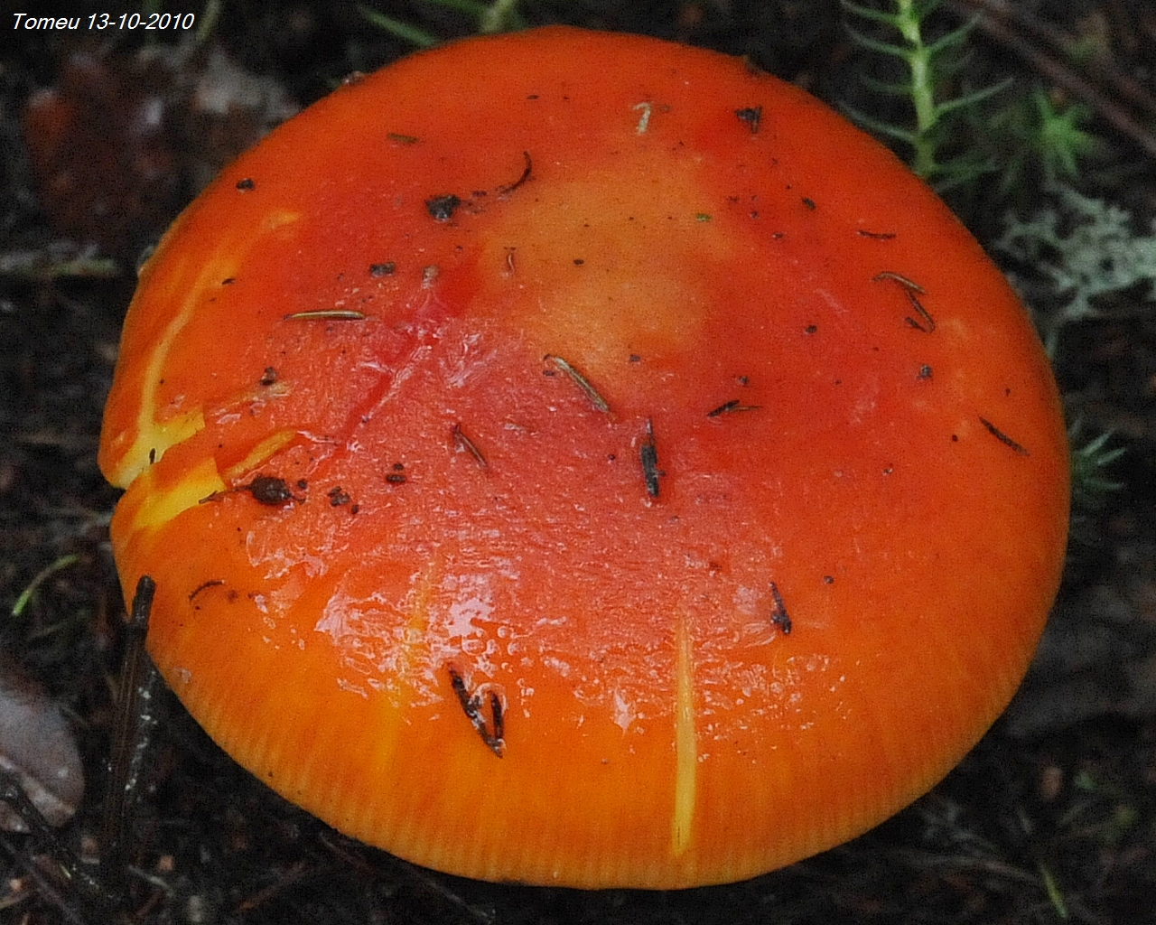 El Bloc d'en Tomeu: Bolets per tot arreu, varietat de colors i aromes