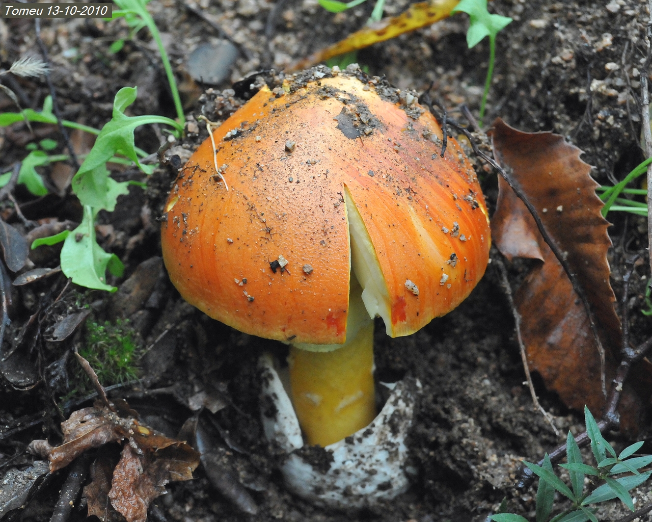 El Bloc d'en Tomeu: Bolets per tot arreu, varietat de colors i aromes