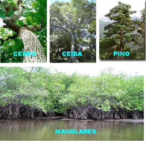 Biosfera del Rio Platano