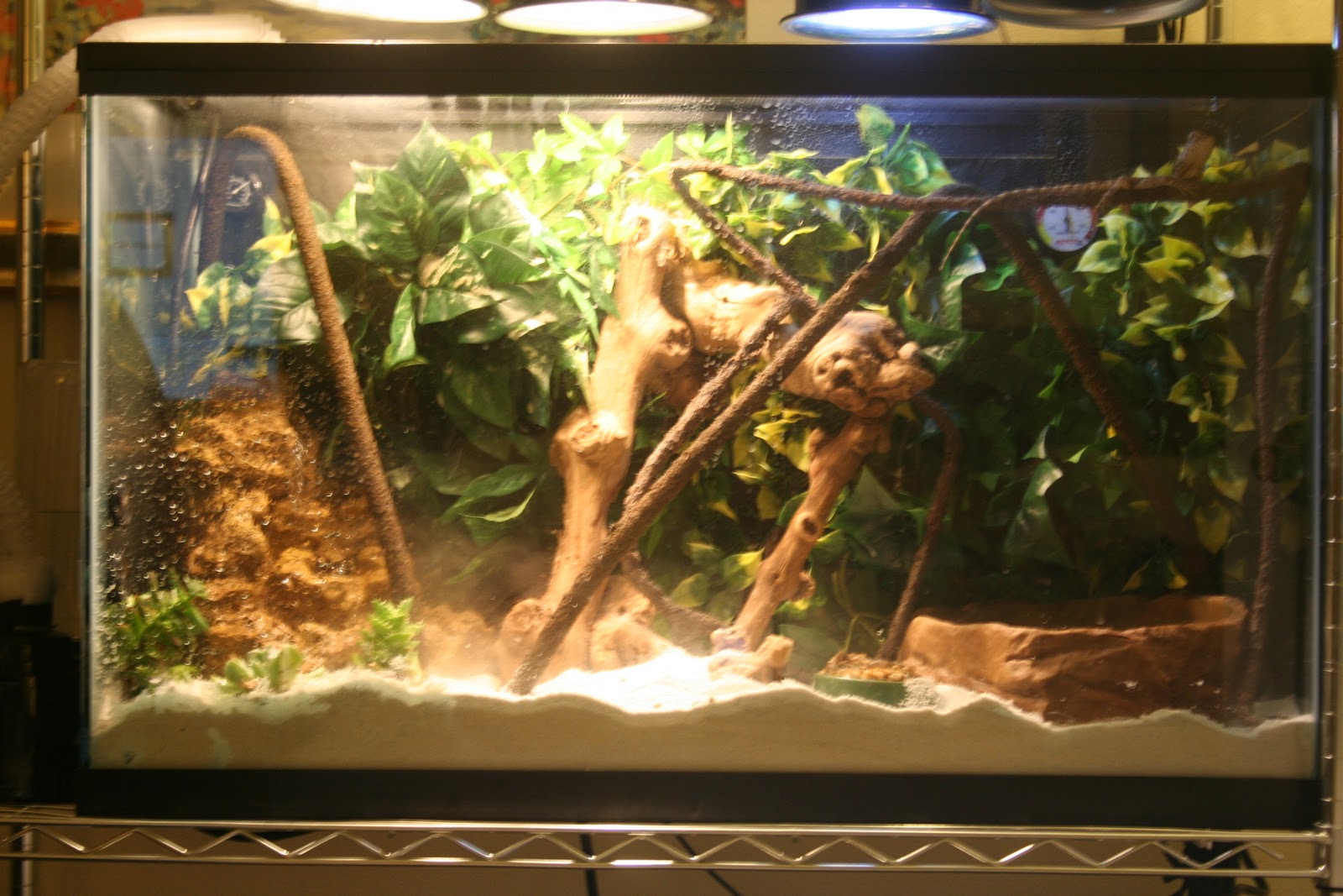 Fluffy The Frilled Dragon: Fluffy pictures, and Vet visit...