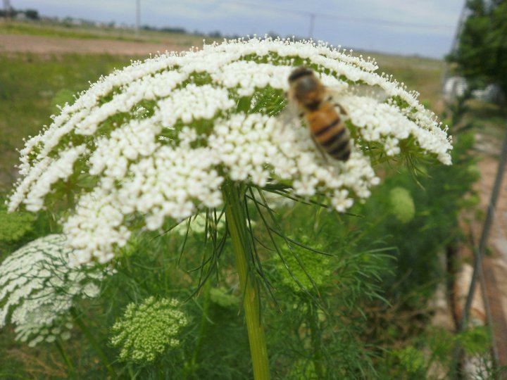 Campo Natural......: Biologia y Produccion Apicola-Bitacora de Viaje XX ...