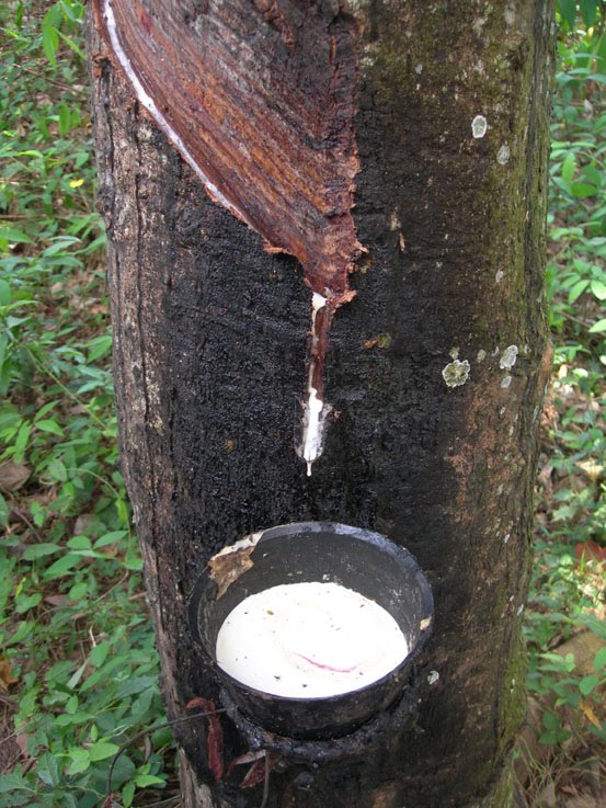 Pictures of African Cocoa Farming: Rubber (7)