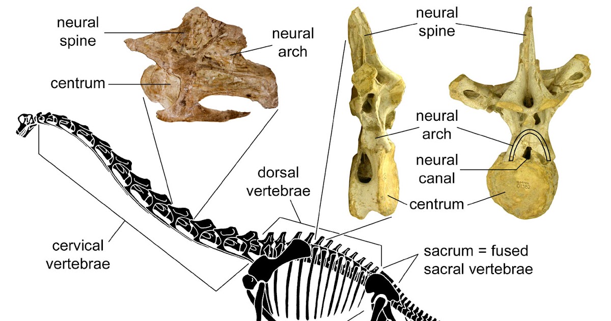 dinosaur | dinosaur games: DINOSAUR ANATOMY part1