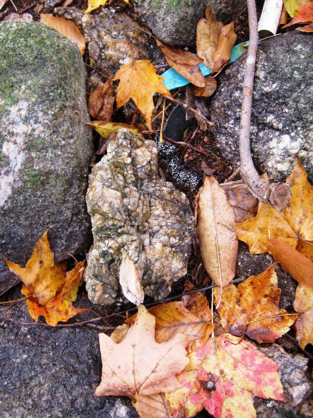 Waking Up on Turtle Island: xenolith/xenocryst