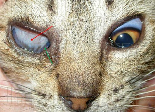 VISIÓN VETERINARIA, Oftalmología Animal: SIMBLEFARON