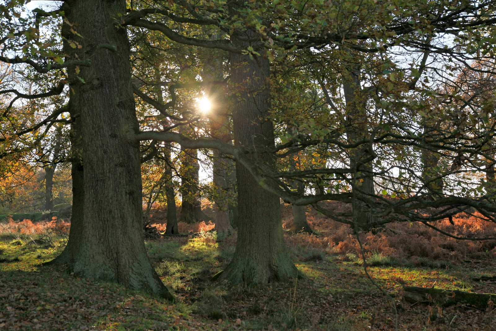 Ness Photography: Research - Ed Collacott