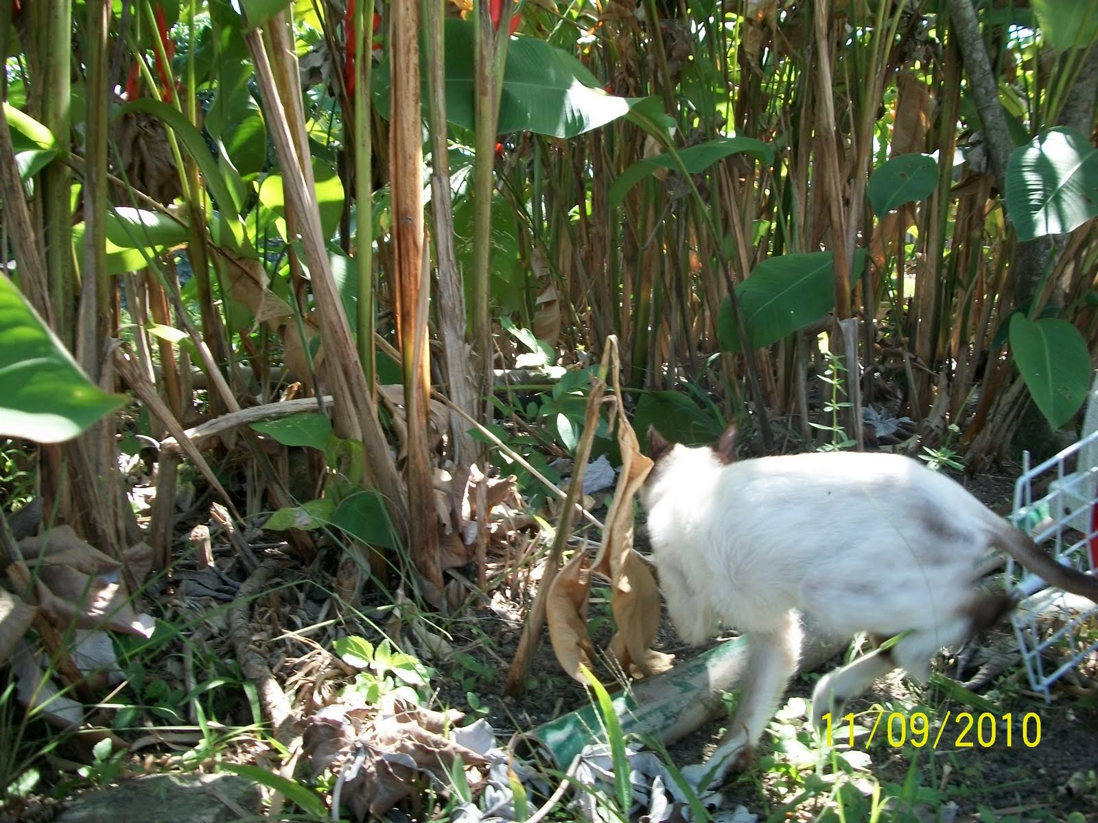 ღ Gatos Encantadosღ: Gatos Encantados – De volta para o aconchego...