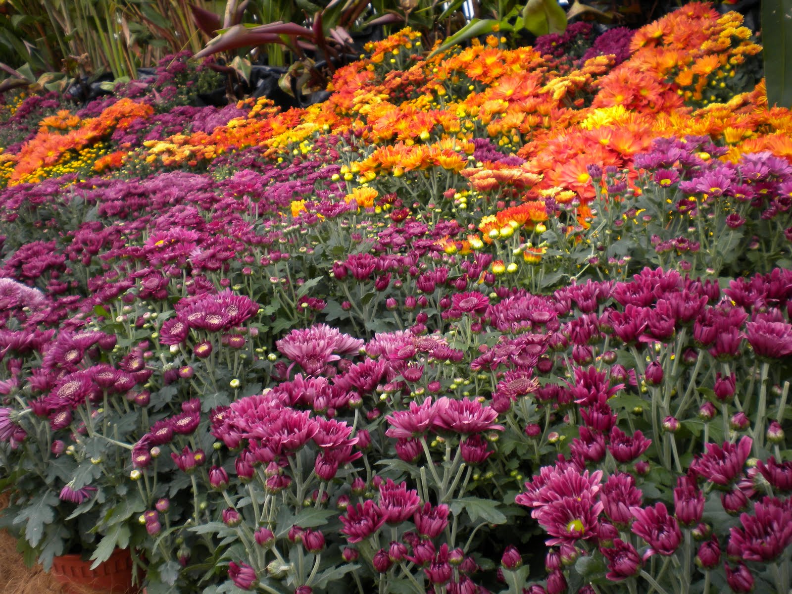 SEVENOFUS: Berbunga-bunga