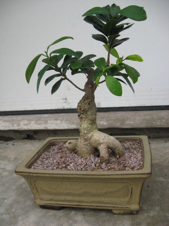 Greenhouse Apartment: Even More Bonsai-Ginger Ficus