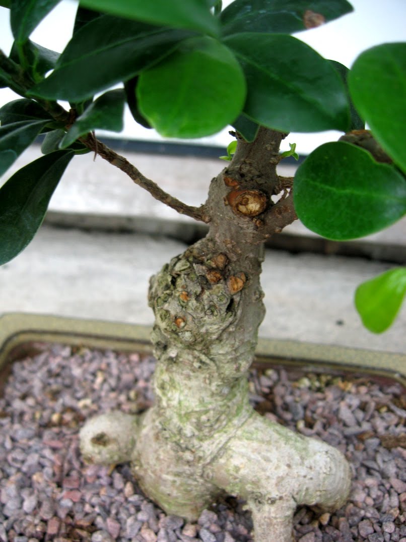 Greenhouse Apartment: Even More Bonsai-Ginger Ficus