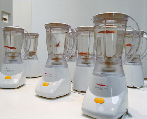 Ethics in Art: Analyzing “Helena” by Marco Evaristti | by Amanda ...