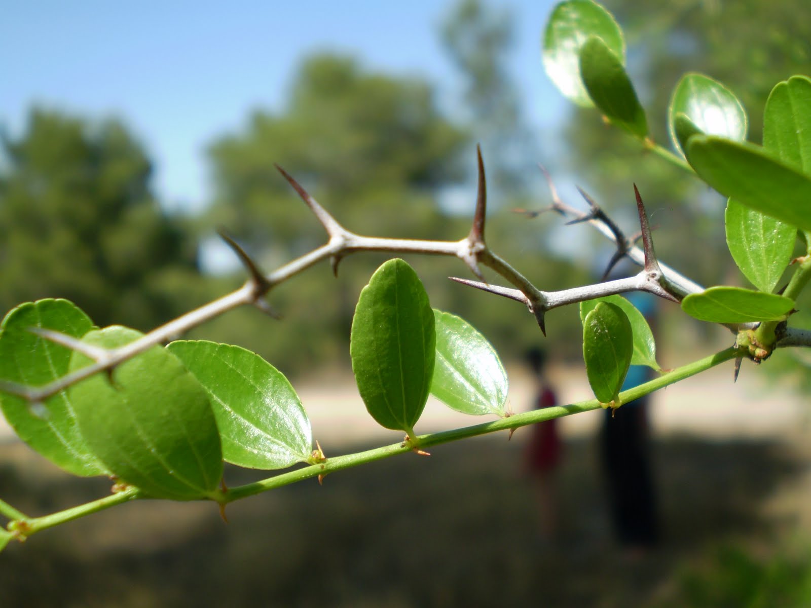 JOSE MARIA ACOSTA HERNANDEZ: Azufaifo (Ziziphus lotus)