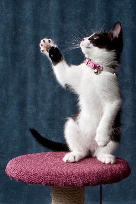 Animals Giving a High Five | LOL PICTURE GALLERY