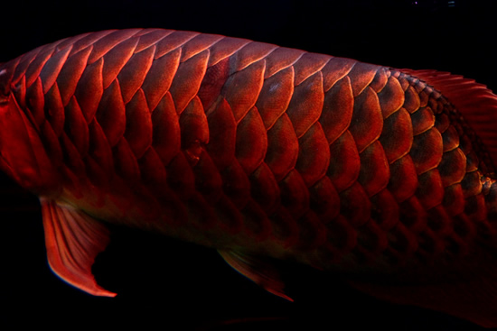 Arowana - The Red Dragon Fish | ElaKiri