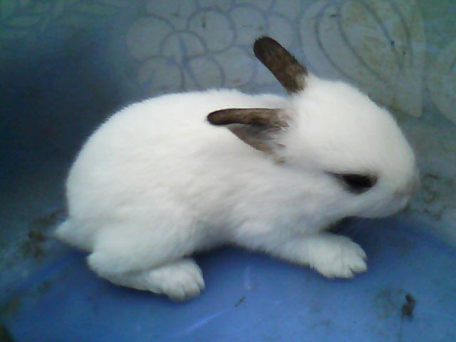 Penternakan Arnab Hias dan Pedaging: Kelahiran anak arnab