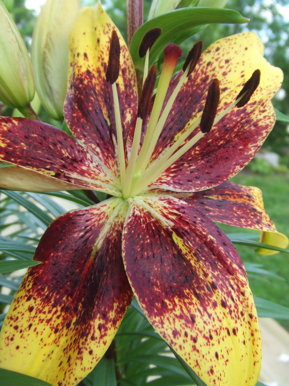 The Suburban Gardener: Asiatic Lily Graffiti