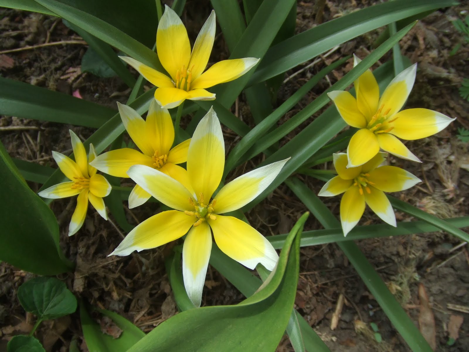 The Suburban Gardener: Tulips