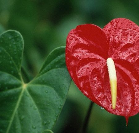 Anthurium - floarea Pasarea Flamingo