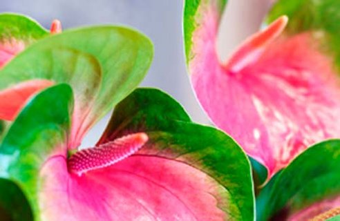 Anthurium - floarea Pasarea Flamingo