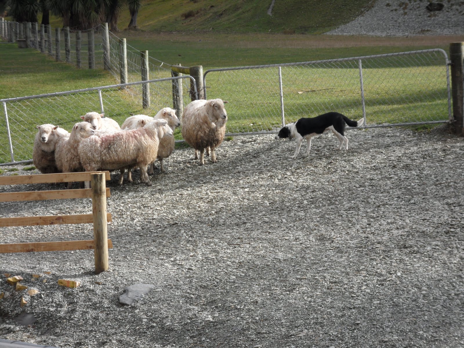Travels with Beth: Walter Peak Sheep Station
