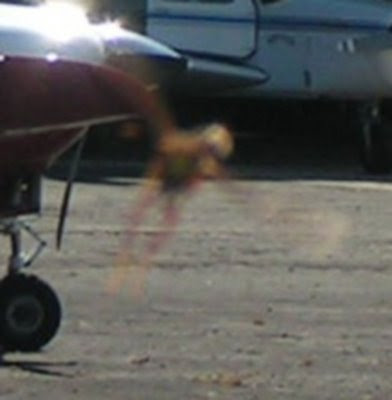 Mysterious flying creatures in Agentina | bbs imgboard cgi