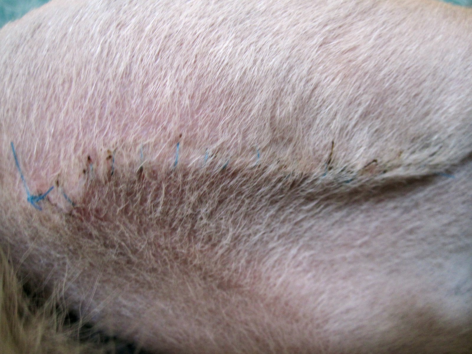 Live Strong, Koda!: March 2010