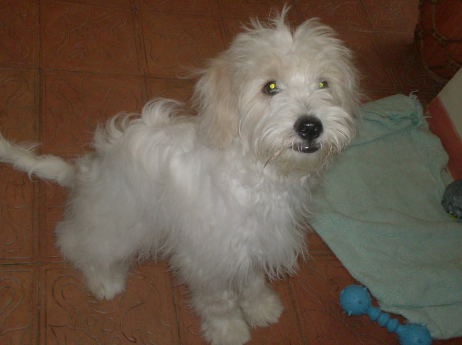 Perros terry con puder - Imagui