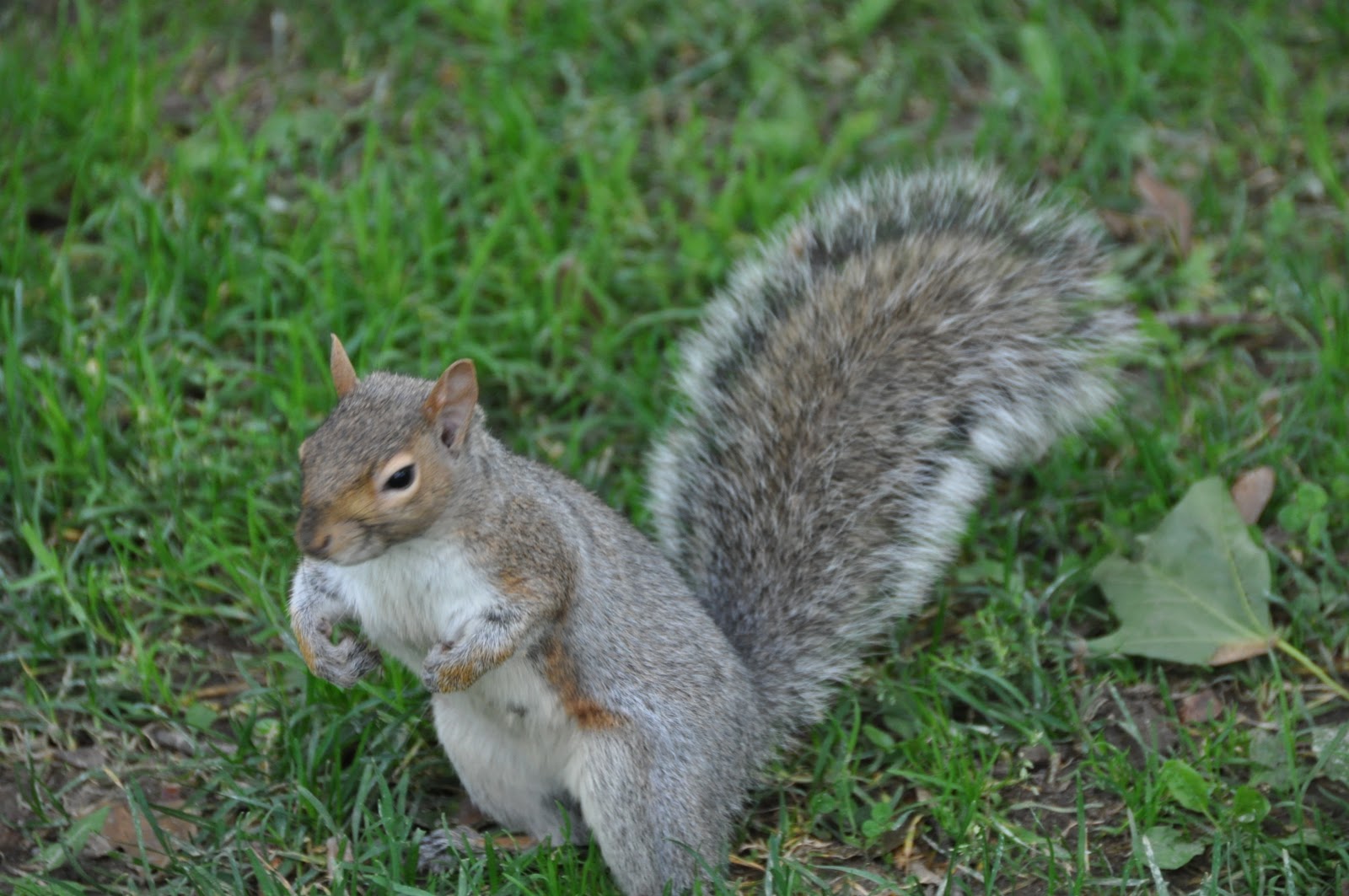 Westmount Squirrels: More generally great squirrel poses