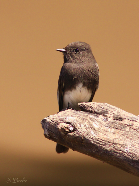 Gavilan Hills Blog: Tuxedo Bird