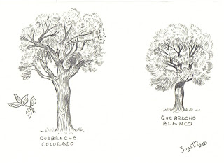 Las Pinturas de Riccardangelo: Quebracho colorado y quebracho blanco. 2000