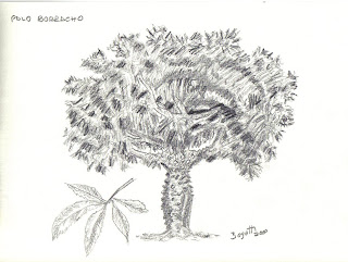 Las Pinturas de Riccardangelo: Palo borracho. 2000