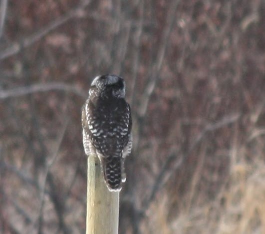 The Homestone: A night sky and a hawk owl