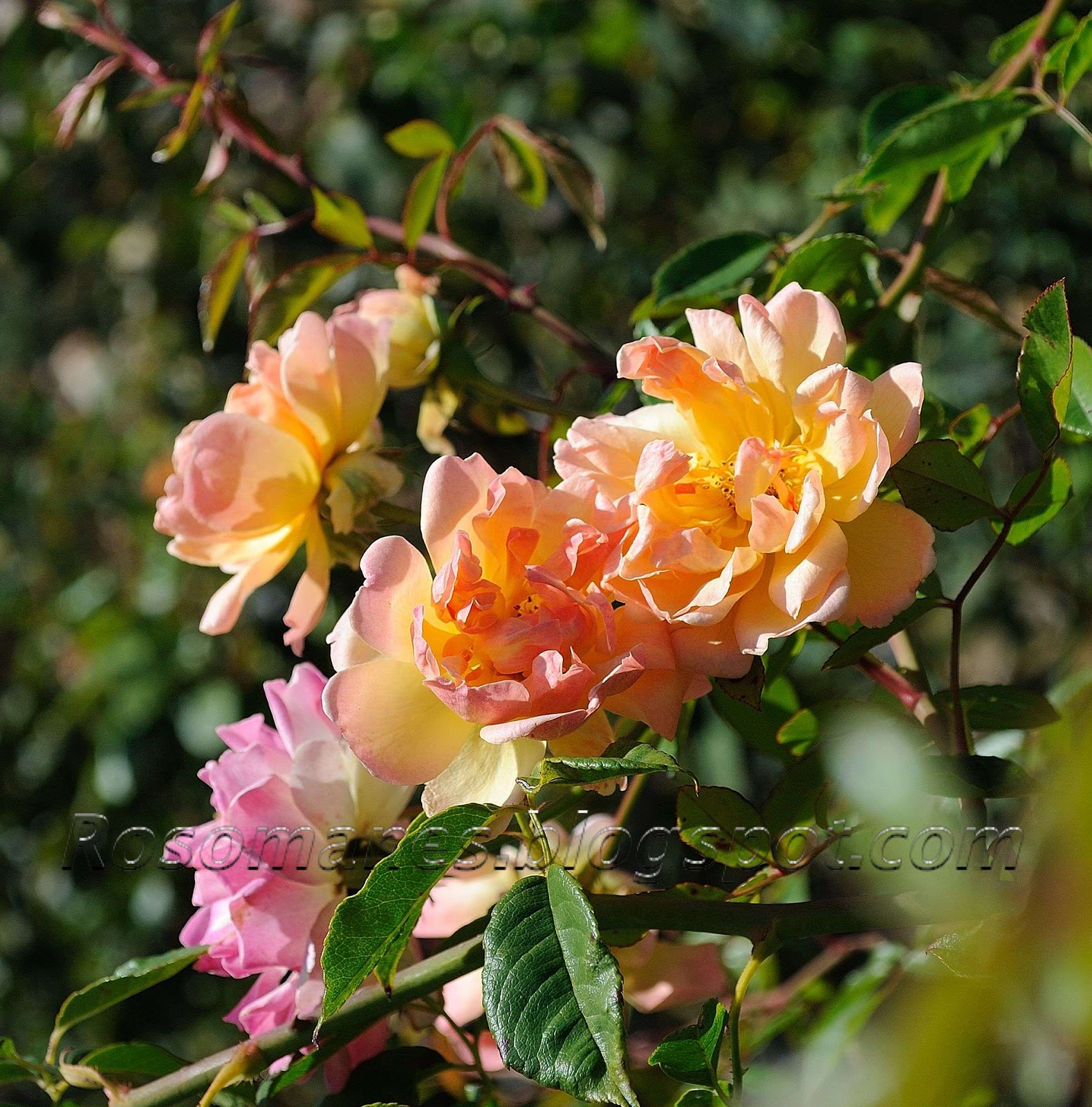 A Rose is a Rose...: Roses at the Heritage:Phyllis Bide