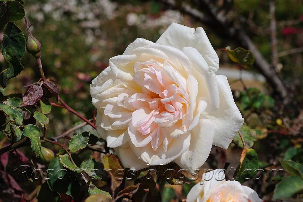 A Rose is a Rose...: The Beautiful Elegant Teas