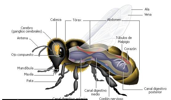 Insectos | Naturaleza asombrosa, maravillas naturales