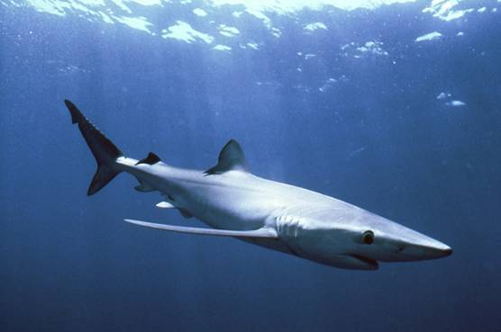 Tiburón azul | Naturaleza asombrosa, maravillas naturales