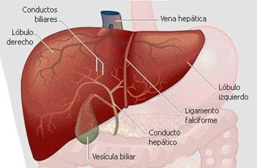 El hígado y sus partes