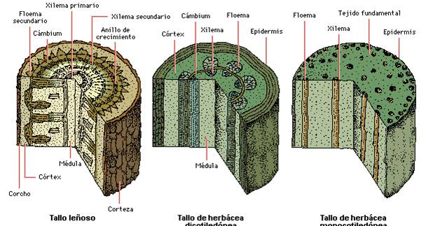 El asombroso y mágico secreto del tallo | Naturaleza asombrosa ...