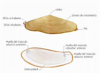 Los asombrosos Bivalvos | Naturaleza asombrosa, maravillas naturales