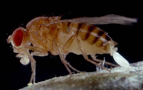 La asquerosa y asombrosa Mosca | Naturaleza asombrosa, maravillas naturales