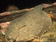 Los asombrosos Peces planos | Naturaleza asombrosa, maravillas naturales