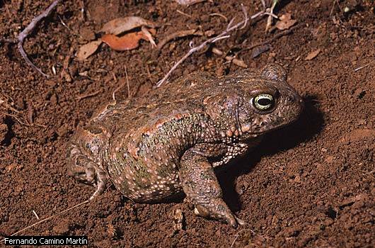 El asombroso y feo sapo | Naturaleza asombrosa, maravillas naturales