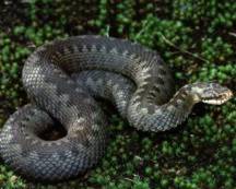 La asombrosa Víbora | Naturaleza asombrosa, maravillas naturales